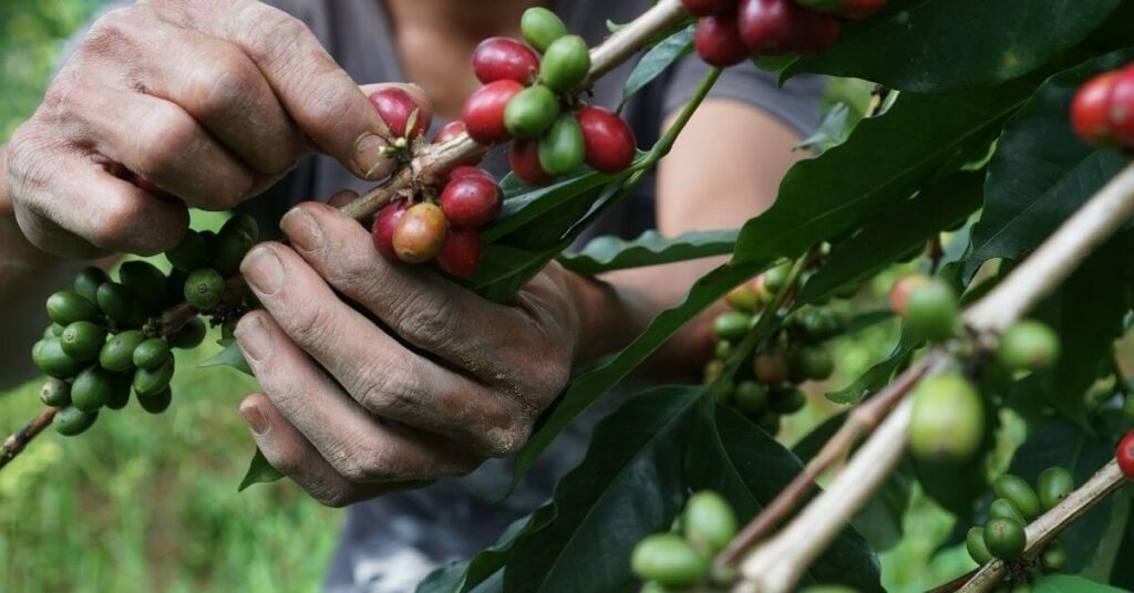 African Coffee - 8 Best Coffee Brands To Try! | Coffee Break Lovers