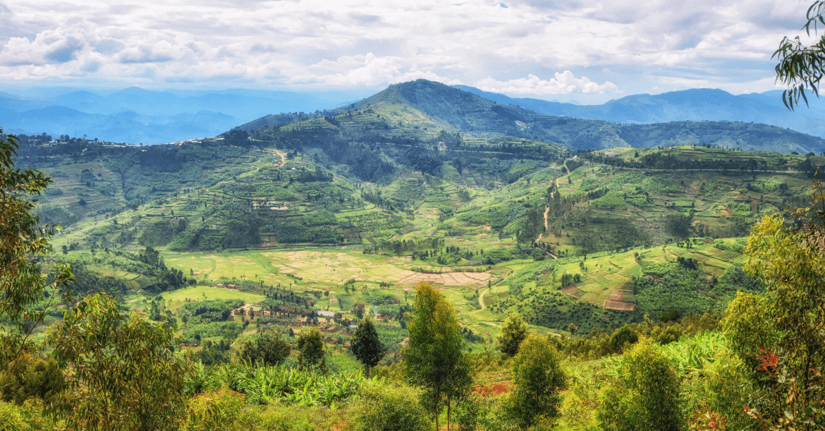 Rwanda Coffee: Discovering An African Delicacy In 2022 | Coffee Break ...